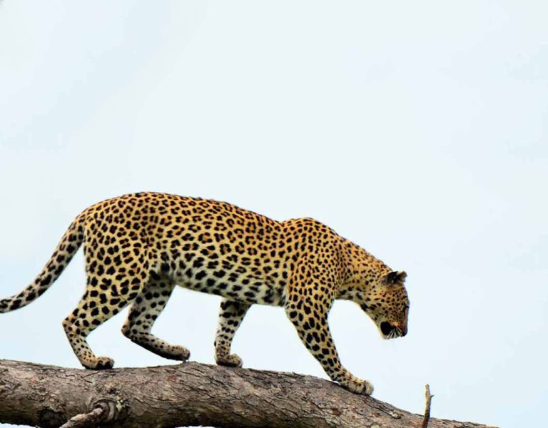 Top 10 things to do in Jawai Bandh Rajasthan